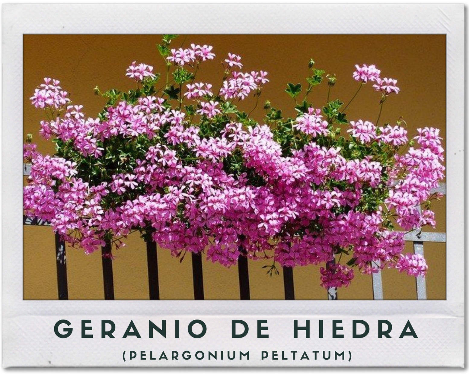 11 plantas colgantes de interior y exterior para tu hogar y cómo ...