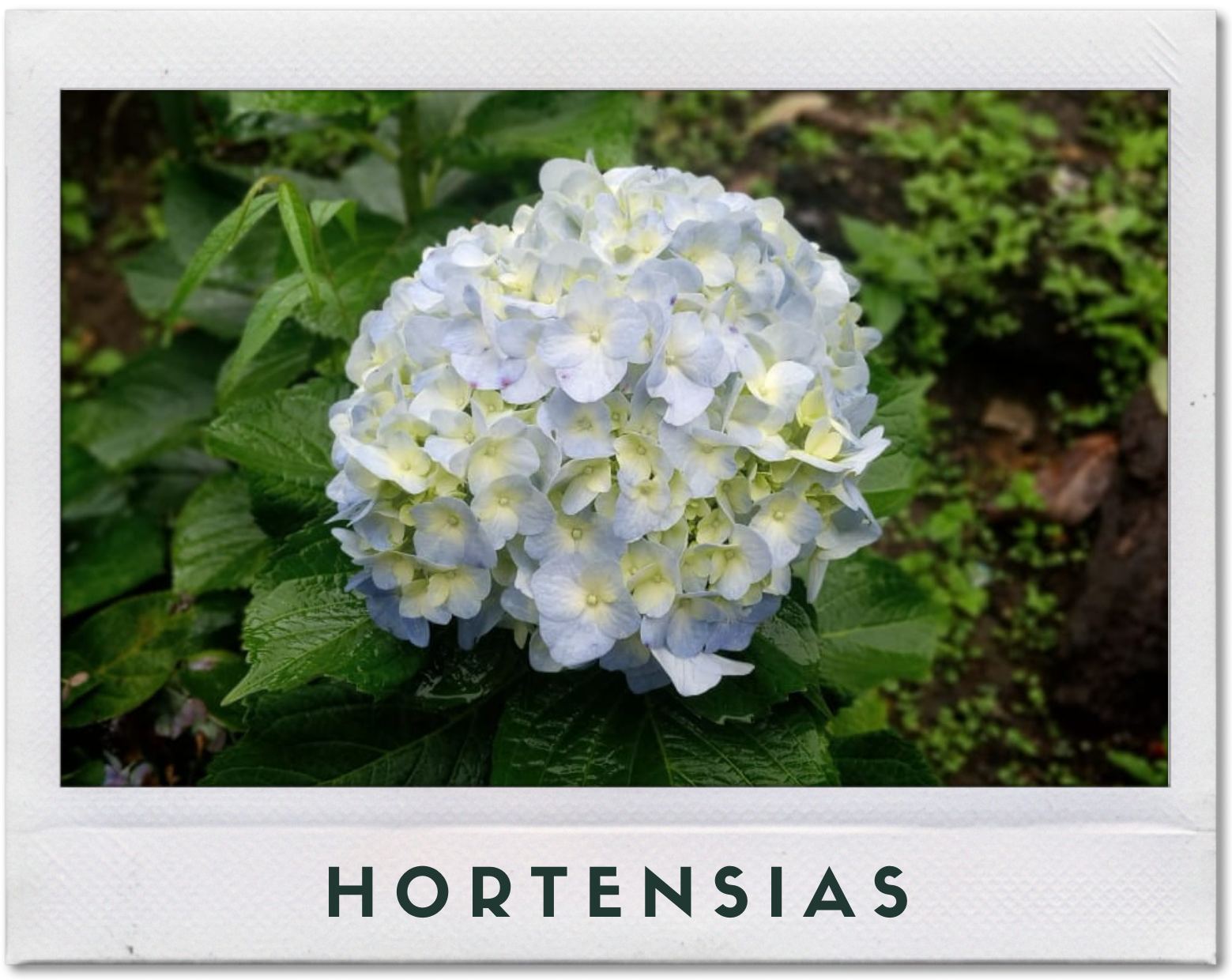 Guía completa para cultivar lindas hortensias en tu hogar – Club de ...